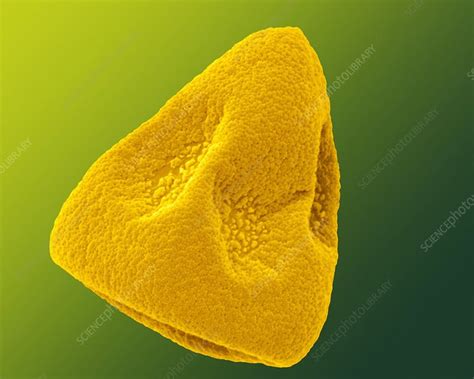 Daffodil Pollen Sem Stock Image C023 5891 Science Photo Library