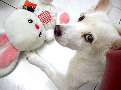 不是被狗咬 就一定會染狂犬病 自由健康網