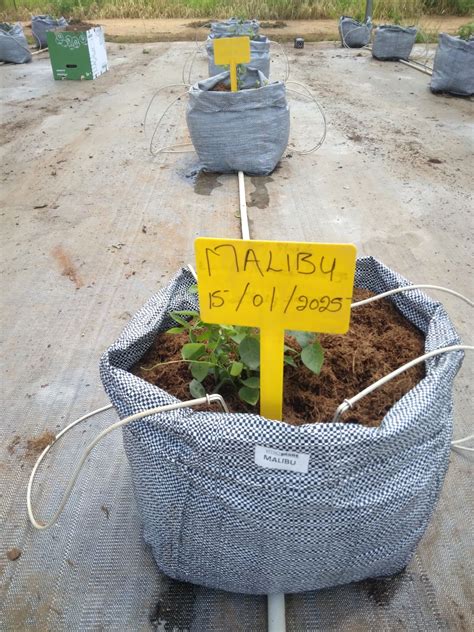 Siphosethu Mkhatshwa Posted On Linkedin