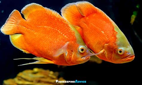 Oscar Fish Care Guide Tank Setup Diet Tank Mates And More