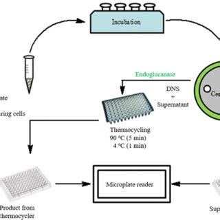 A Simplified Description Of The Enzyme Activity Assay The