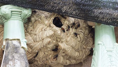 How Do Wasps Make Their Nests Sciencing