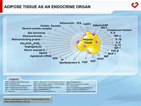 2007 Adipose Tissue As An Endocrine Organ By The Internati Flickr