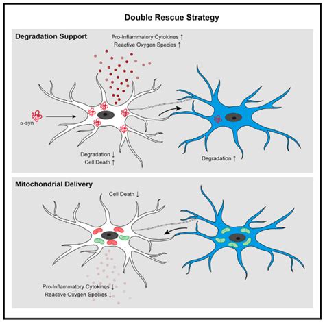 Microglial Cells Function