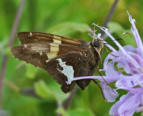 70 Best Butterflies Of Wisconsin Images On Pinterest Butterflies