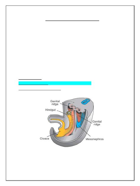 Anatomy Renal Book Pdf