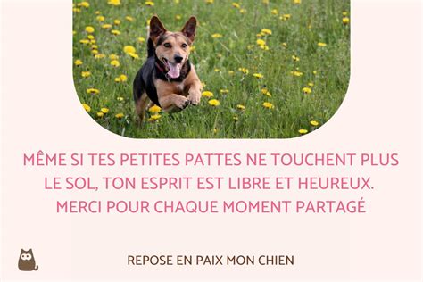 Citations pour CHIEN DÉCÉDÉ Belles et touchantes