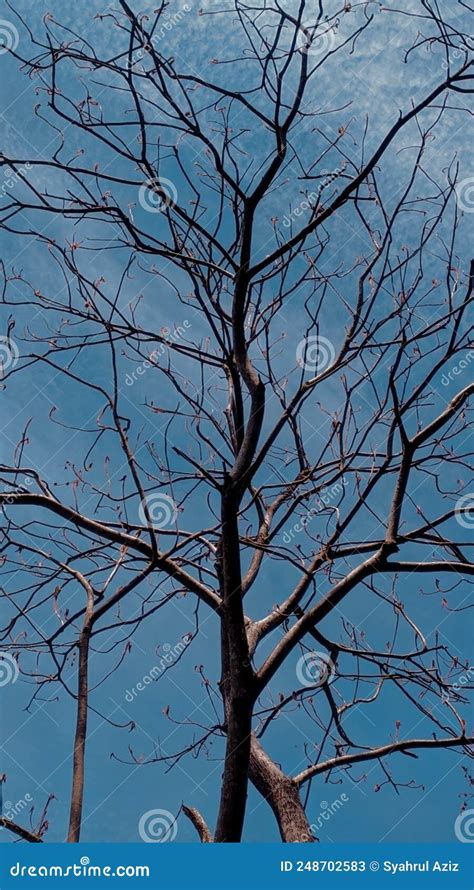 Teak Tree Twig With The Sky Stock Image Image Of Teak Lightning