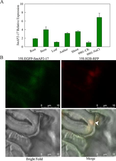 Expression Pattern And Subcellular Localization Of SmAP2 17 Protein A