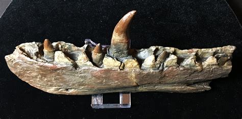 Megalosaurus Dinosaur Jaw Replica Original Found By William Buckland