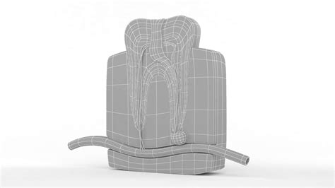 Human Tooth Anatomy 3d Model By Javidan