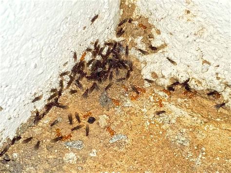 Cowleys Pest Services Pests We Treat Photo Album Termite Swarmers