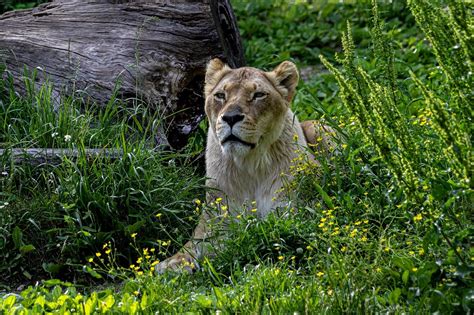 40000 Free Lioness Drawing And Lioness Images Pixabay