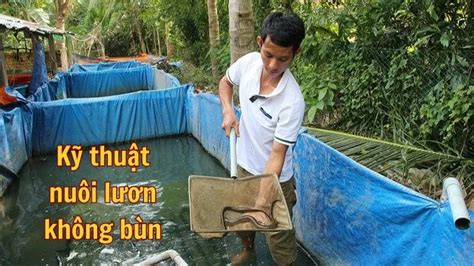 Kỹ Thuật Nuôi Lươn Hiệu Quả Giúp Tăng Năng Suất Và Lợi Nhuận