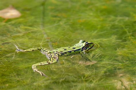 Premium Photo Close Up Of A Lizard On Grass