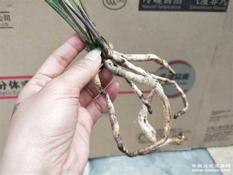 莲瓣兰碧龙红素简介 莲瓣兰碧龙红素特征 莲瓣兰如意红荷 第17页 大山谷图库