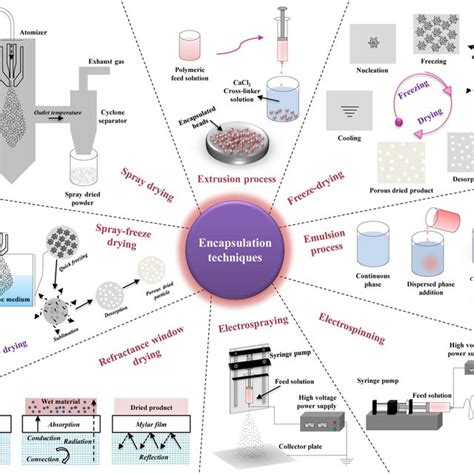 Techniques For The Encapsulation Of Probiotics Download Scientific