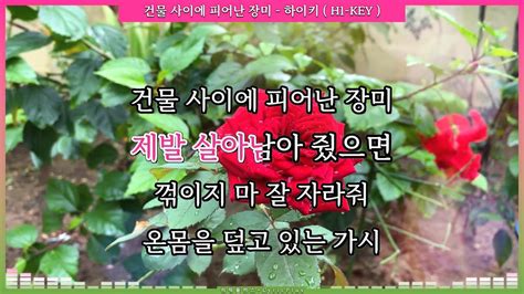 건물 사이에 피어난 장미 하이키 H1 Key 가사 Lyrics Youtube