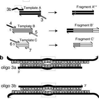 Site Directed Mutagenesis Using OE PCR A Fragment A Is Constructed