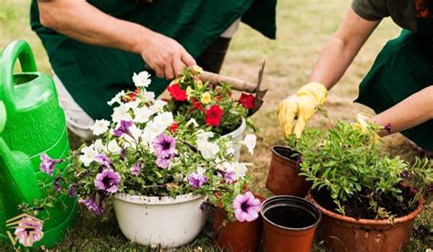 نحوه کاشت گل در باغچه به چه صورت است؟ نحوه کاشت گل در باغچه به صورت