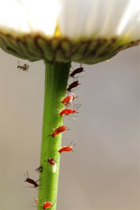 Red Bug On Daisies Looks Like An Aphid Except It Is Red Instead Of Green Vancouver Island R