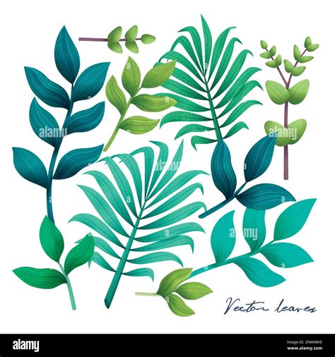 Tropical Leaves Set Elements On The White Background Vector