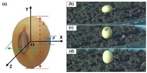 Processes Free Full Text Test And Simulation Analysis Of Soybean Seed Throwing Process