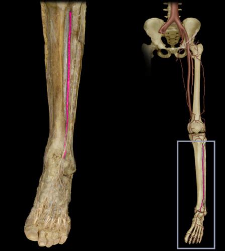 Blood Vessel Identification Flashcards Quizlet