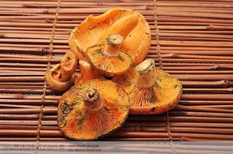 Mantar Kavurma Kanlıca Mantarı Mutfak Sırları Pratik Yemek Tarifleri