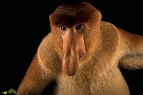 میمون دماغ دراز؛ شهوتی‌ترین میمون جهان با دماغ ۱۰ سانتی که آلتش همیشه در حالت «نعوذ است