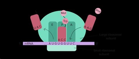 Protein Synthesis Translation And Post Translational Modification Flashcards Quizlet