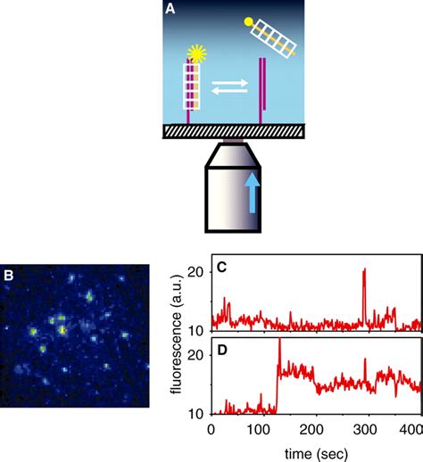 Experimental Scheme For Observing Individual Synapses And Sample Download Scientific Diagram