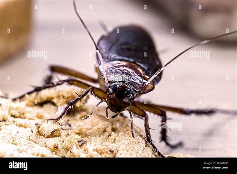 Common Cockroach Red And Black Feeds On Scraps Of Food On Table American Periplaneta Insect