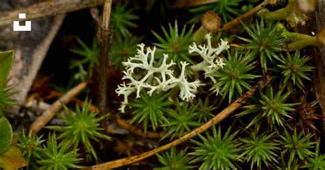 눈 조각이 있는 식물의 클로즈업 사진 Unsplash의 무료 이끼 이미지