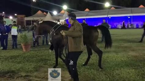 Repost Aljoufsons ・・・ بطولة المغفور له بإذن الله تعالى سمو