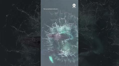 Humpback Whales Form Fibonacci Spiral In Antarctica Waters The Global