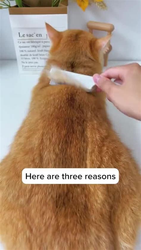 Caution May Leave Visible Marks Afterwards 😂 Catgrooming Cats