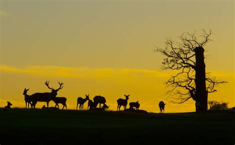 Wildlife Ranges Are Shifting North In Search Of Habitable Climates