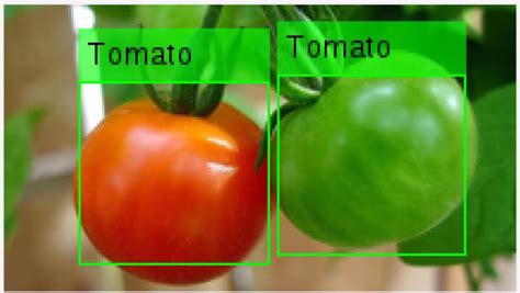 detected tomatoes by the cascaded classifier in sunny lighting