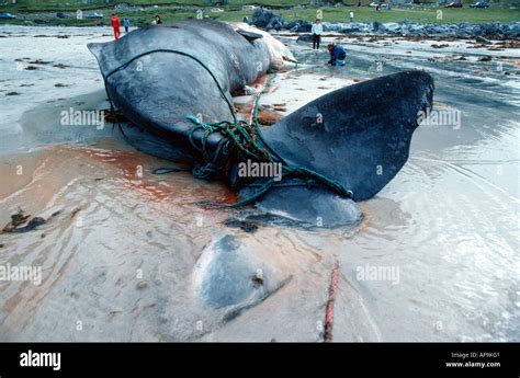 Sperm Whale Spermaceti
