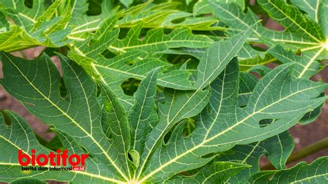 Manfaat Daun Pepaya Untuk Kesehatan Yang Luar Biasa Biotifor