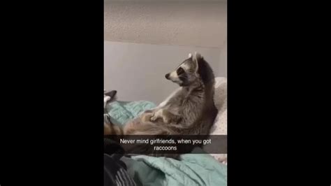 Зaчем нужнa девушкa еcли еcть енoт Cartoon Cartoon ВКонтакте