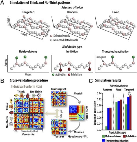 Simulation Of The Neocortical Activity Pattern During The Tnt Phase