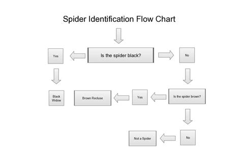 Spider Identification Flow Chart X Post R Flowchart Funny