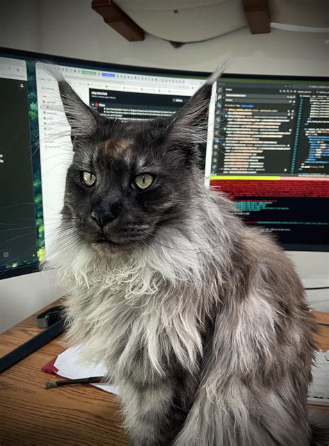 Software Engineer 9gag