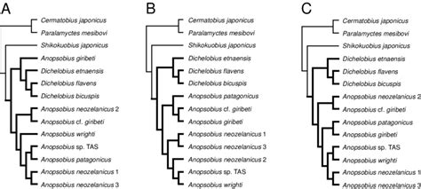Topologies Of The Maximum Likelihood Trees Obtained For Combined Download Scientific Diagram