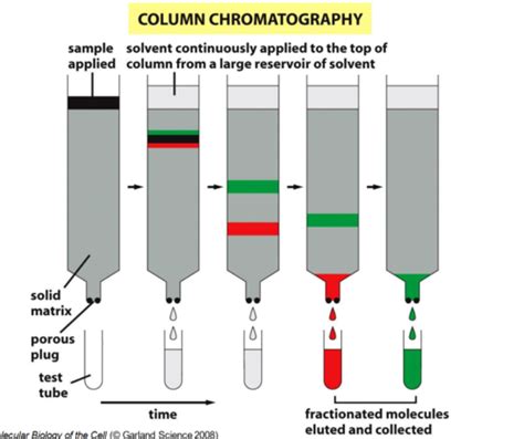 L11 Chromatography Flashcards Quizlet