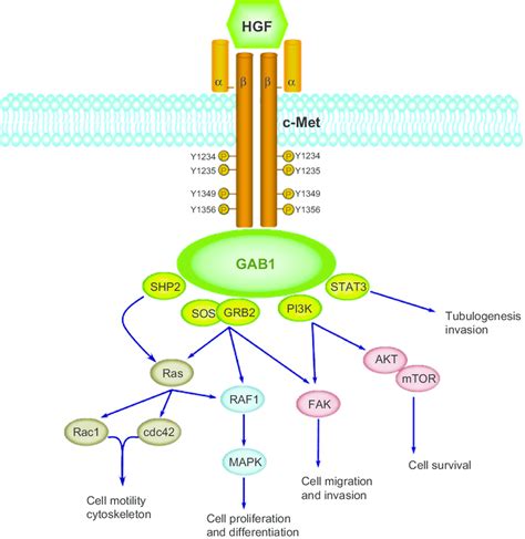 HGF C Met Signaling Cascades Notes Upon Binding Of HGF To Its