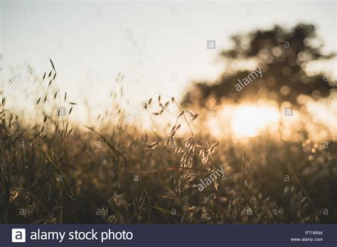 42 Sunlit Backgrounds Wallpapersafari