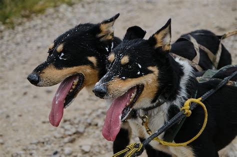 How Dirty Is A Dogs Tongue